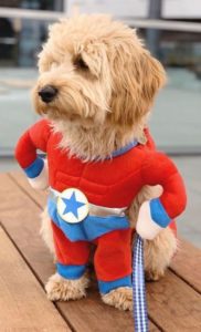 Havapoo Facts – The Ultimate Havapoo Guide - Labradoodles & Dogs