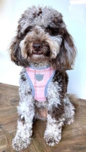 Havapoo Facts – The Ultimate Havapoo Guide - Labradoodles & Dogs