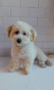 Havapoo Facts – The Ultimate Havapoo Guide - Labradoodles & Dogs