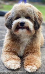 Havapoo Facts – The Ultimate Havapoo Guide - Labradoodles & Dogs