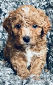 Havapoo Facts – The Ultimate Havapoo Guide - Labradoodles & Dogs