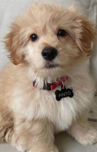 Havapoo Facts – The Ultimate Havapoo Guide - Labradoodles & Dogs