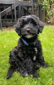 Havapoo Facts – The Ultimate Havapoo Guide - Labradoodles & Dogs