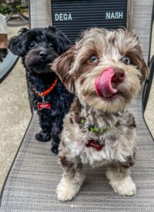 Havapoo Facts – The Ultimate Havapoo Guide - Labradoodles & Dogs