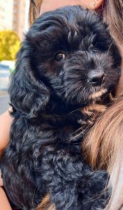 Maltipoo Facts – The Ultimate Maltipoo Guide - Labradoodles & Dogs