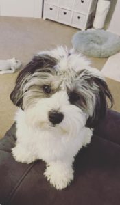 Maltipoo Facts – The Ultimate Maltipoo Guide - Labradoodles & Dogs