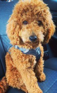 Maltipoo Facts – The Ultimate Maltipoo Guide - Labradoodles & Dogs