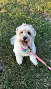 Maltipoo Facts – The Ultimate Maltipoo Guide - Labradoodles & Dogs