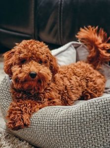 Maltipoo Facts – The Ultimate Maltipoo Guide - Labradoodles & Dogs