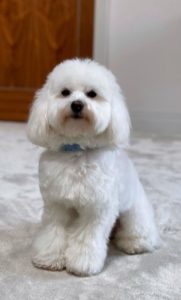 Maltipoo Facts – The Ultimate Maltipoo Guide - Labradoodles & Dogs